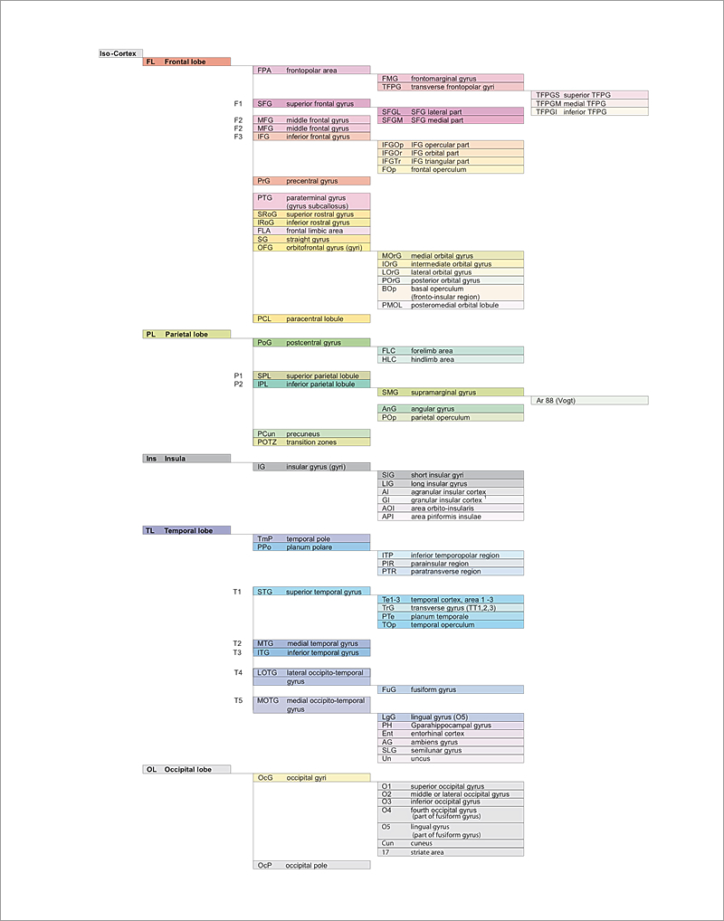 The Human Brain · Atlas of the Human Brain · Sample Brain 3.4 Hierarchical Tree