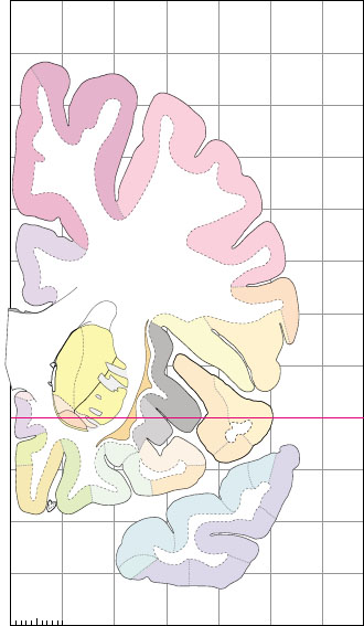 The Human Brain · Atlas of the Human Brain · Virtual Microscopy