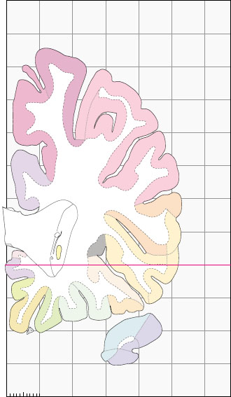 The Human Brain · Atlas of the Human Brain · Virtual Microscopy