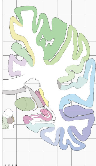 The Human Brain · Atlas of the Human Brain · Virtual Microscopy