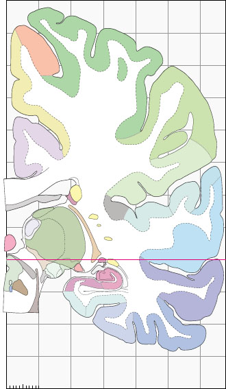 The Human Brain · Atlas of the Human Brain · Virtual Microscopy