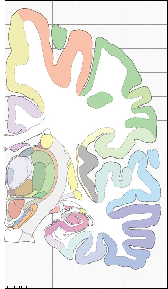 The Human Brain · Atlas of the Human Brain · Virtual Microscopy