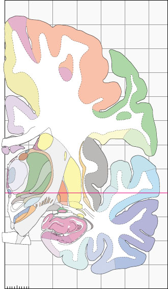 The Human Brain · Atlas of the Human Brain · Virtual Microscopy