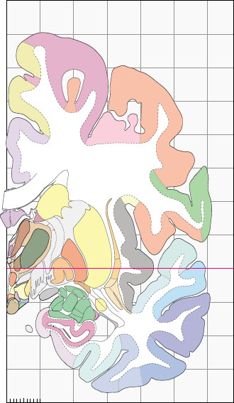 The Human Brain · Atlas of the Human Brain · Virtual Microscopy