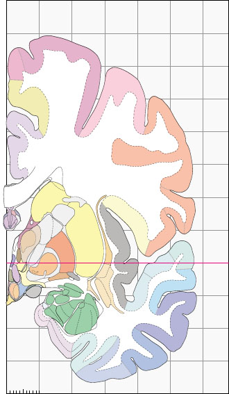 The Human Brain · Atlas of the Human Brain · Virtual Microscopy