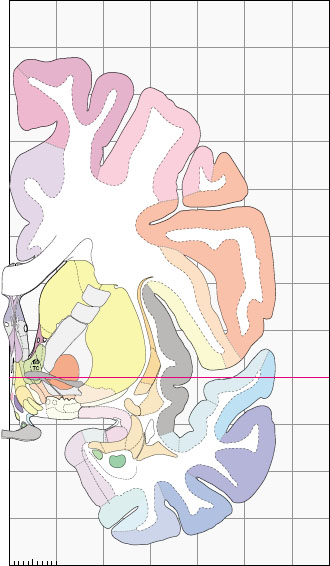 The Human Brain · Atlas of the Human Brain · Virtual Microscopy