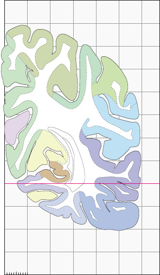 The Human Brain · Atlas of the Human Brain · Virtual Microscopy