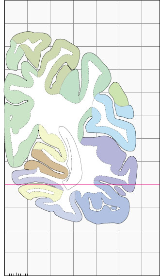 The Human Brain · Atlas of the Human Brain · Virtual Microscopy