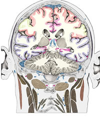 The Human Brain · Atlas of the Human Brain · Coronal Atlas · Plate 11 ...