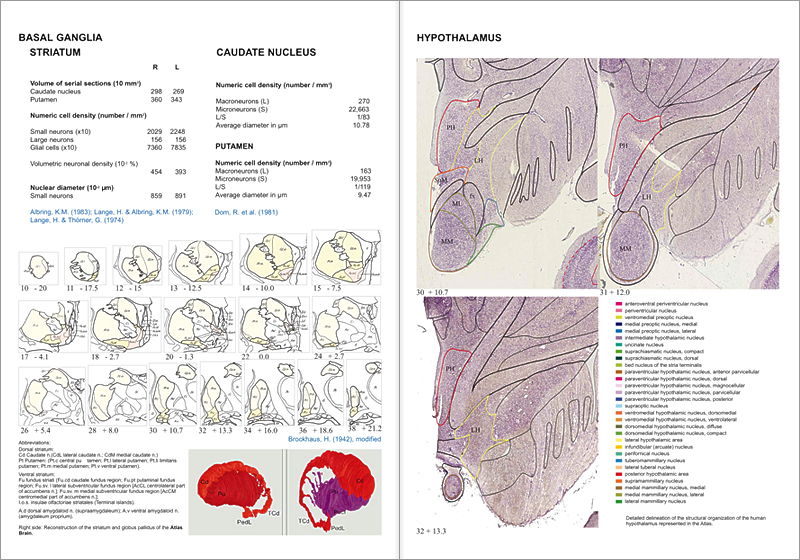 The Human Brain · Atlas of the Human Brain · 3.3 Histological ...